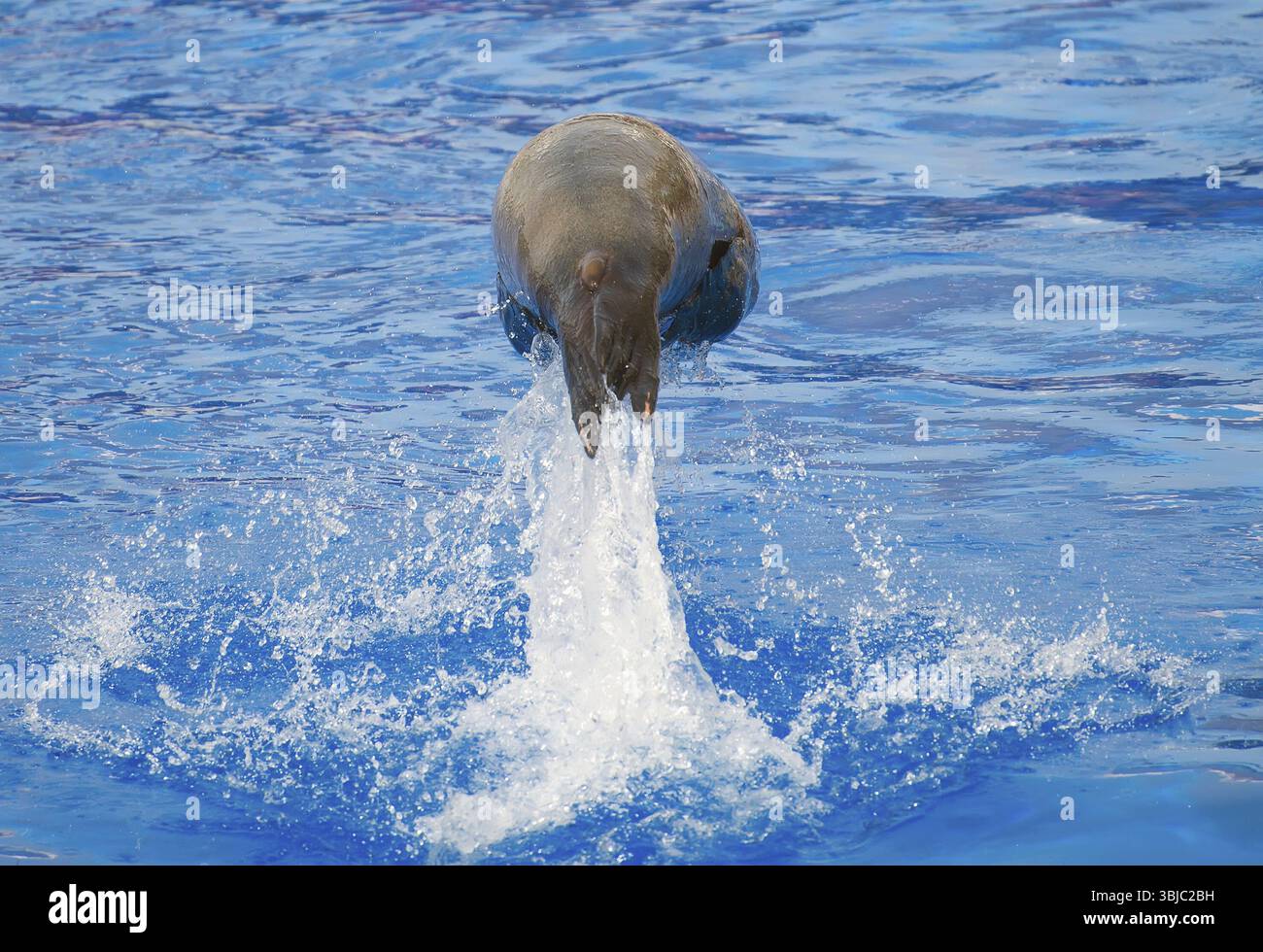 Eared seal jumping sea hi-res stock photography and images - Alamy