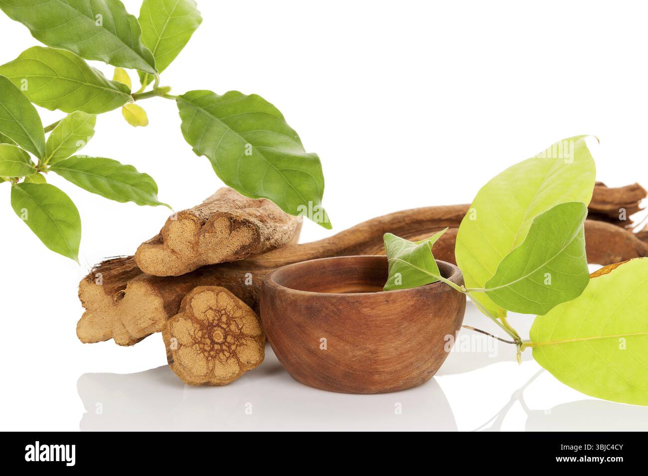 Ayahuasca medicine. Banisteriopsis caapi wood, psychotria leaves and ...