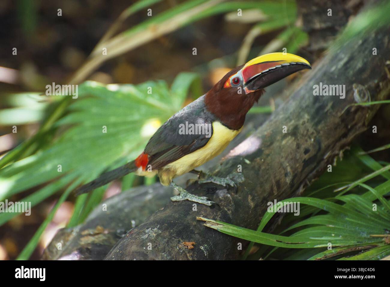 Chestnut-mandibled toucan. Ramphastos ambiguus swainsonii Stock Photo ...