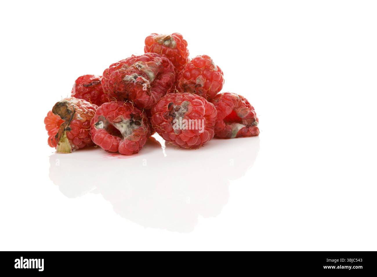 Rotten raspberries with mold isolated on white background. Uneatable ...