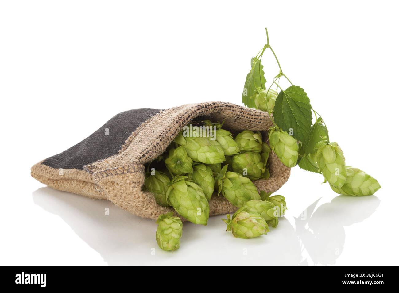 Hop fruit in burlap bag isolated on white background Stock Photo - Alamy