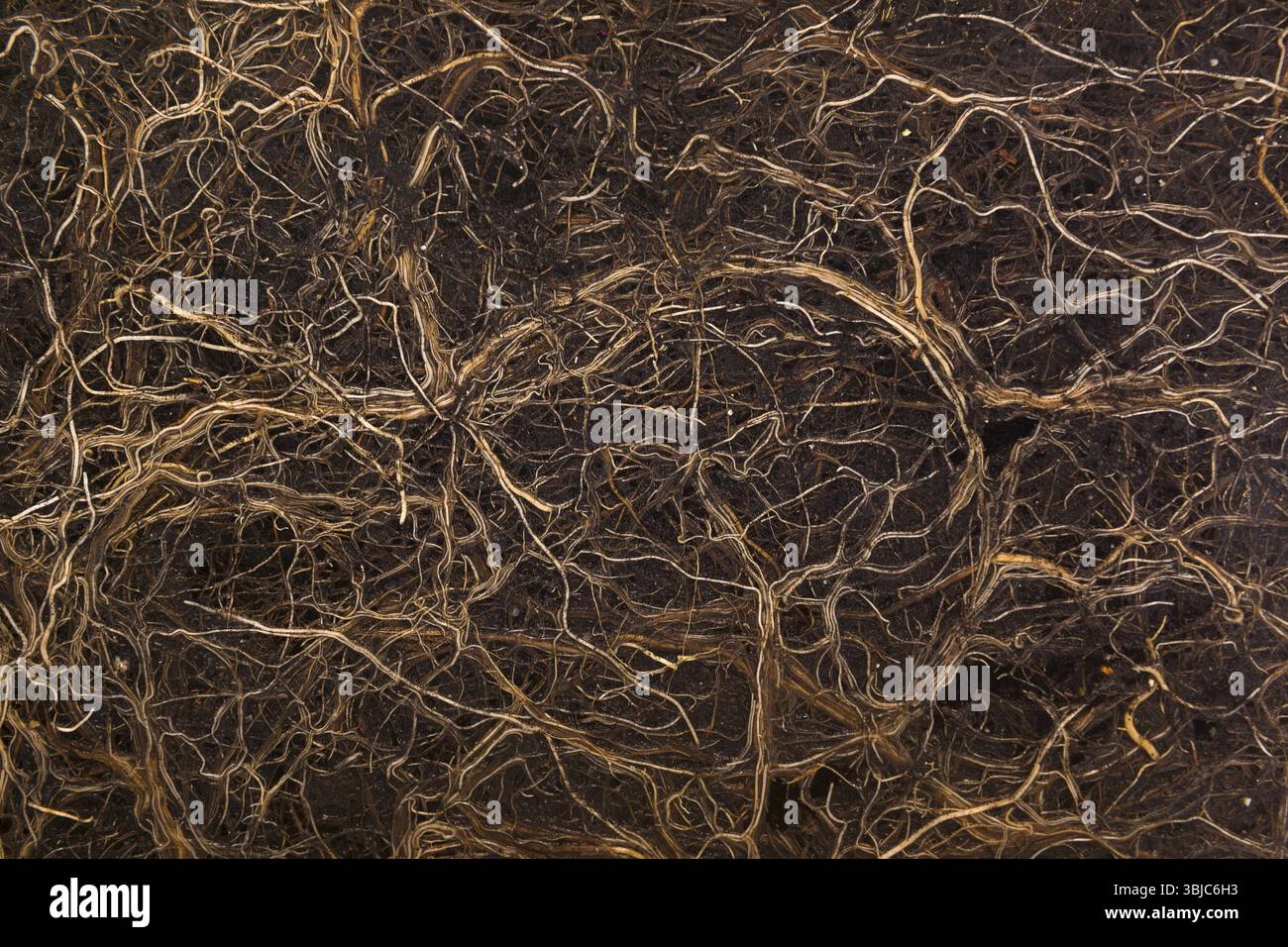 Cross section of a root system hi-res stock photography and images - Alamy