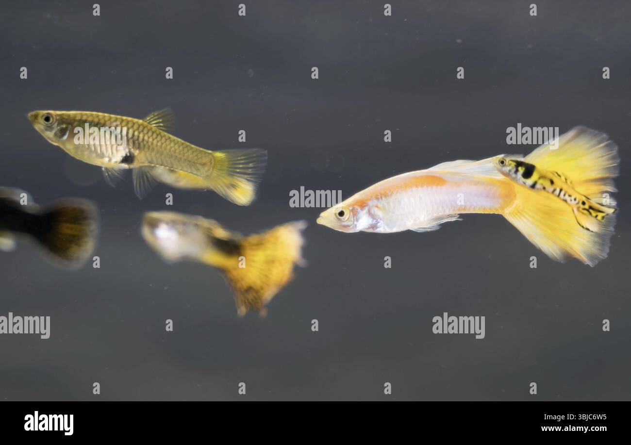 Guppys in freshwater aquarium. Poecilia reticulata Stock Photo - Alamy