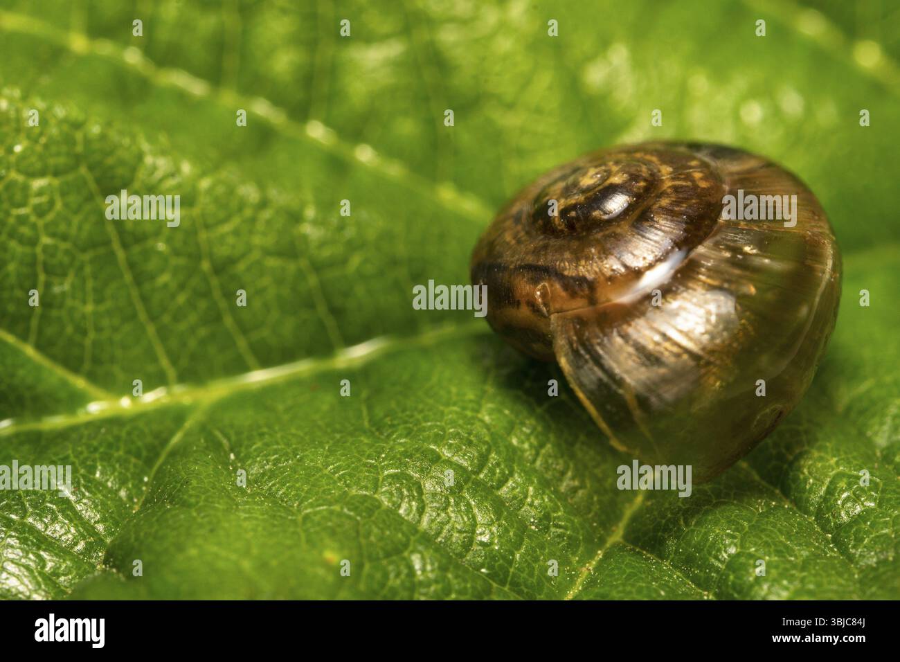 Shell common land snail hi-res stock photography and images - Alamy
