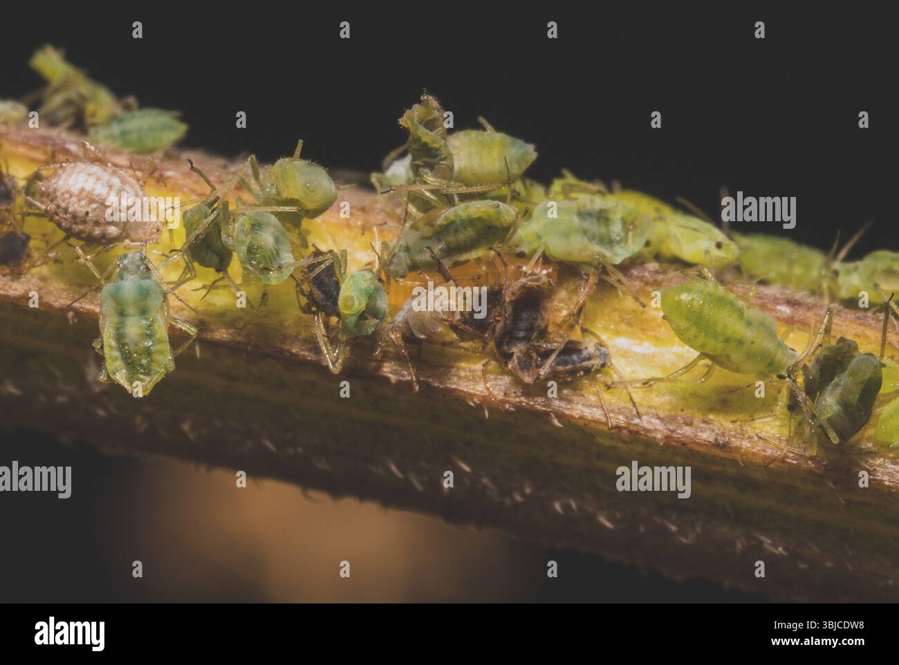 Macro shot of green Aphids on the stem. Aphidoidea Stock Photo - Alamy