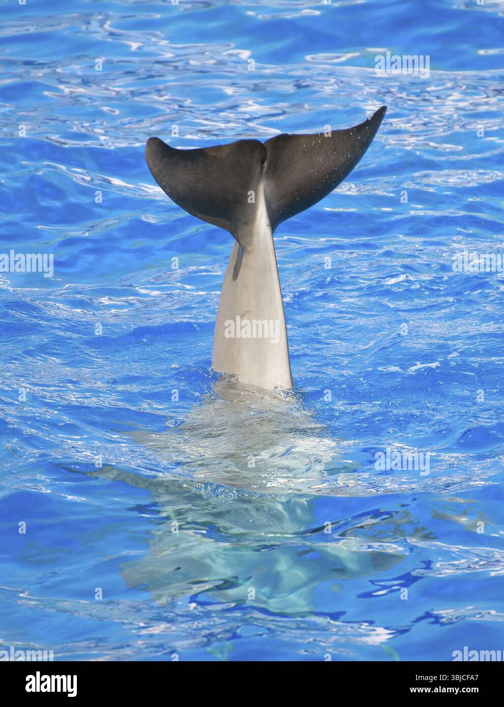 Dolphin shows tail in clear blue sea Stock Photo - Alamy