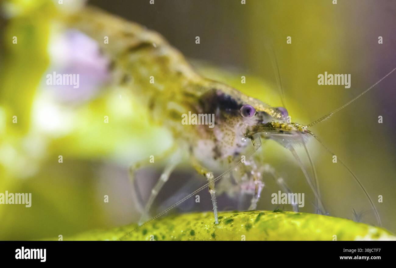 Shrimp in freshwater aquarium. Neocaridina davidi or Rili shrimp Stock ...