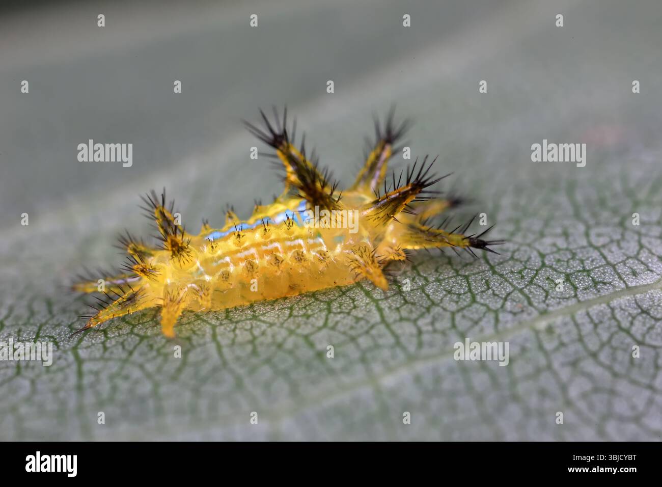The larvae of moths are covered with bristles and look terrible Stock ...