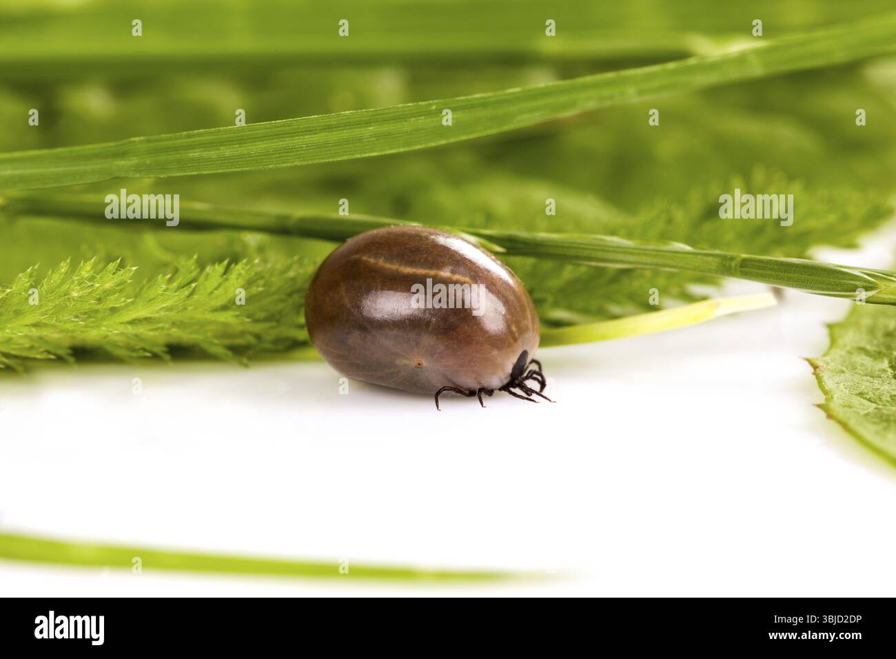 Tick full blood hi-res stock photography and images - Alamy