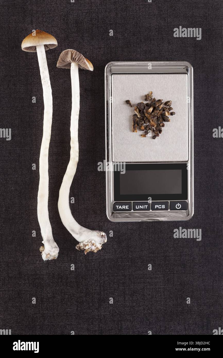 Fresh and dried psilocybin mushroom on digital pocket scale on black ...