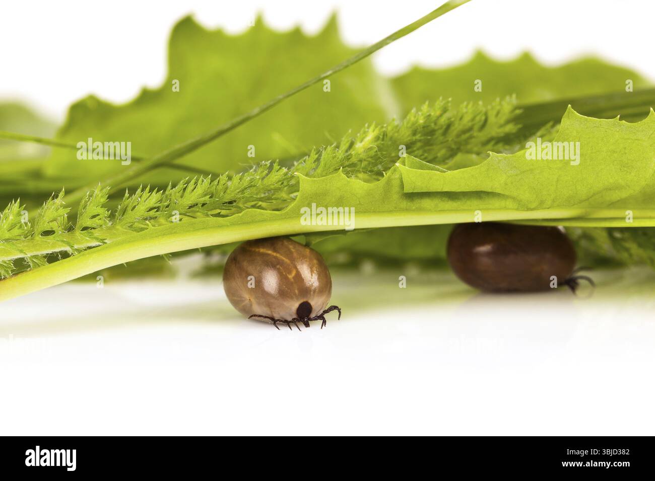 Huge ticks full of blood under green leaves, studio shot Stock Photo ...