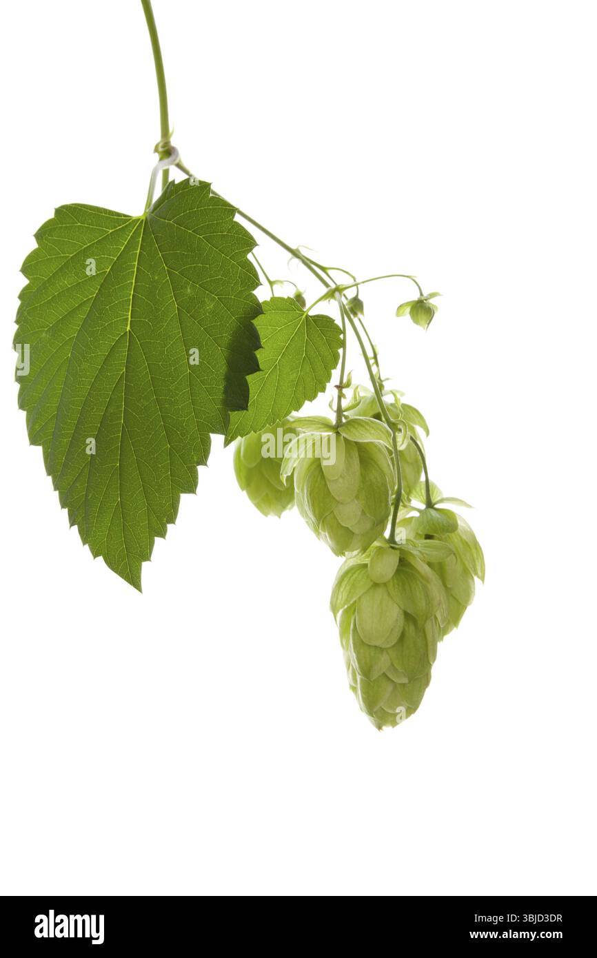 Hop plant isolated on white background Stock Photo - Alamy