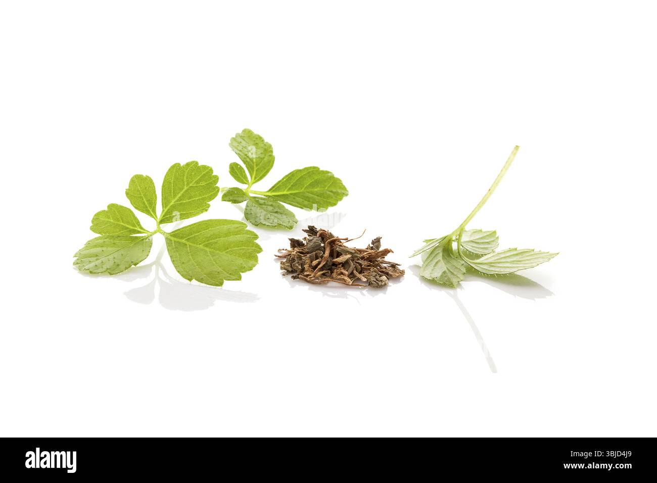 Gynostemma pentaphyllum. Medical herb jiaogulan isolated on white ...