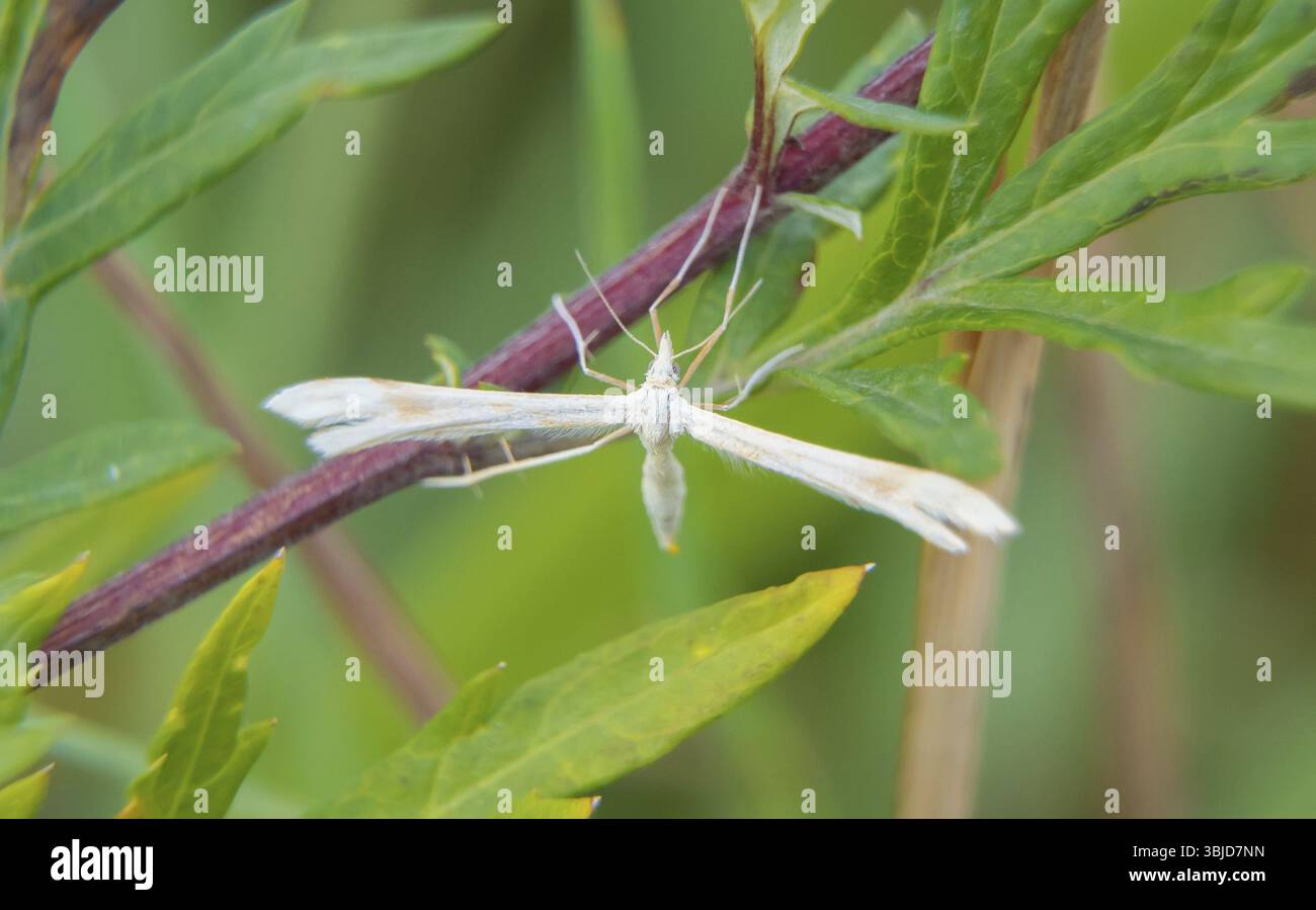 Moth macro photography hi-res stock photography and images - Alamy