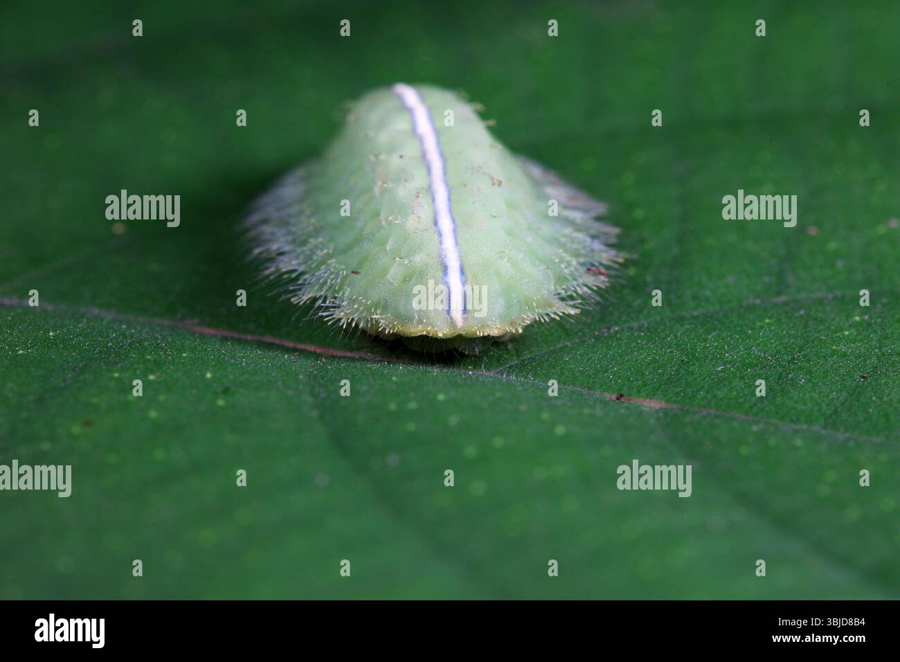 Echinococcus compressa hi-res stock photography and images - Alamy