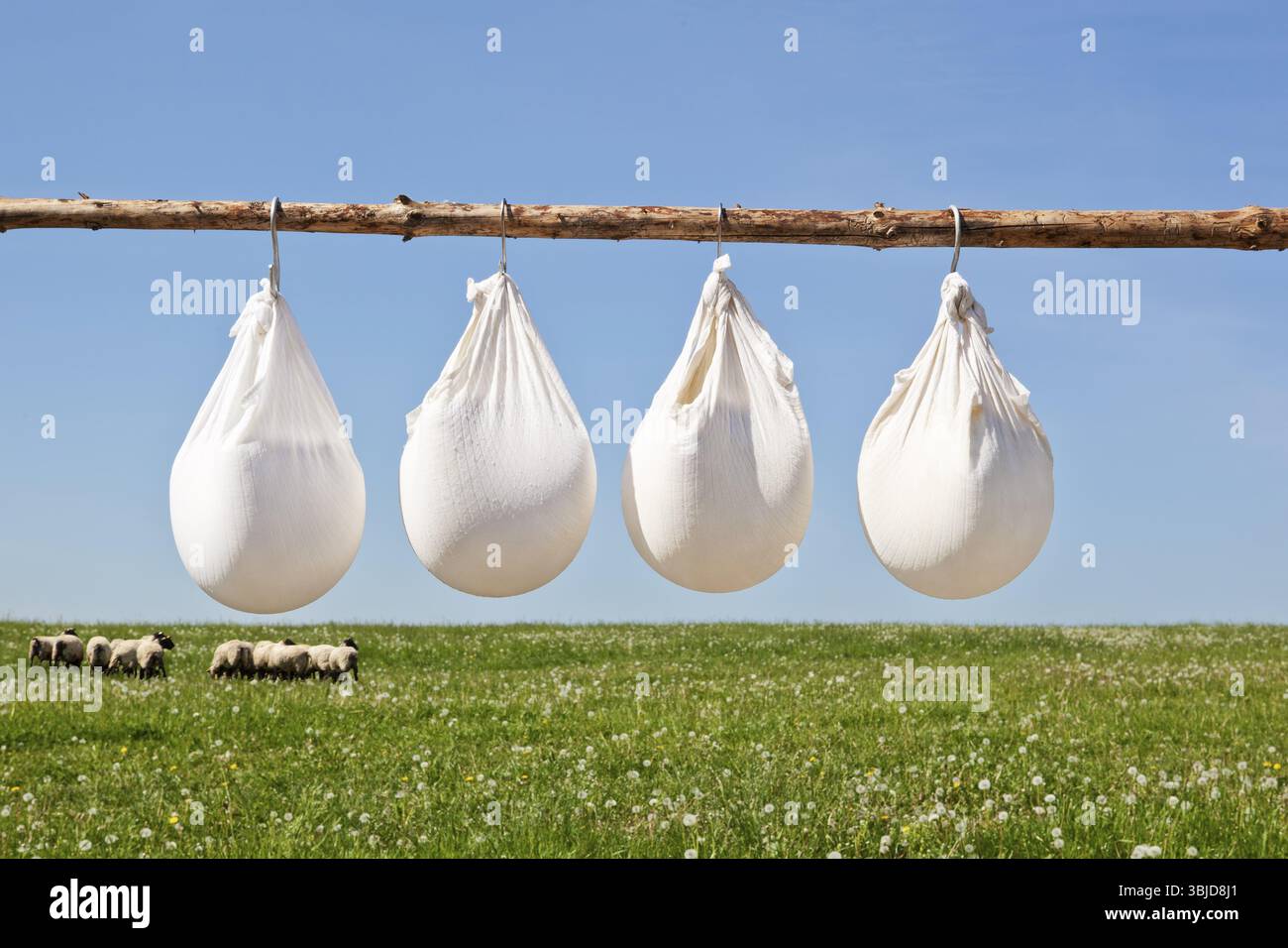 Cheese production on organic farm. Traditional sheep cheese hanging in ...
