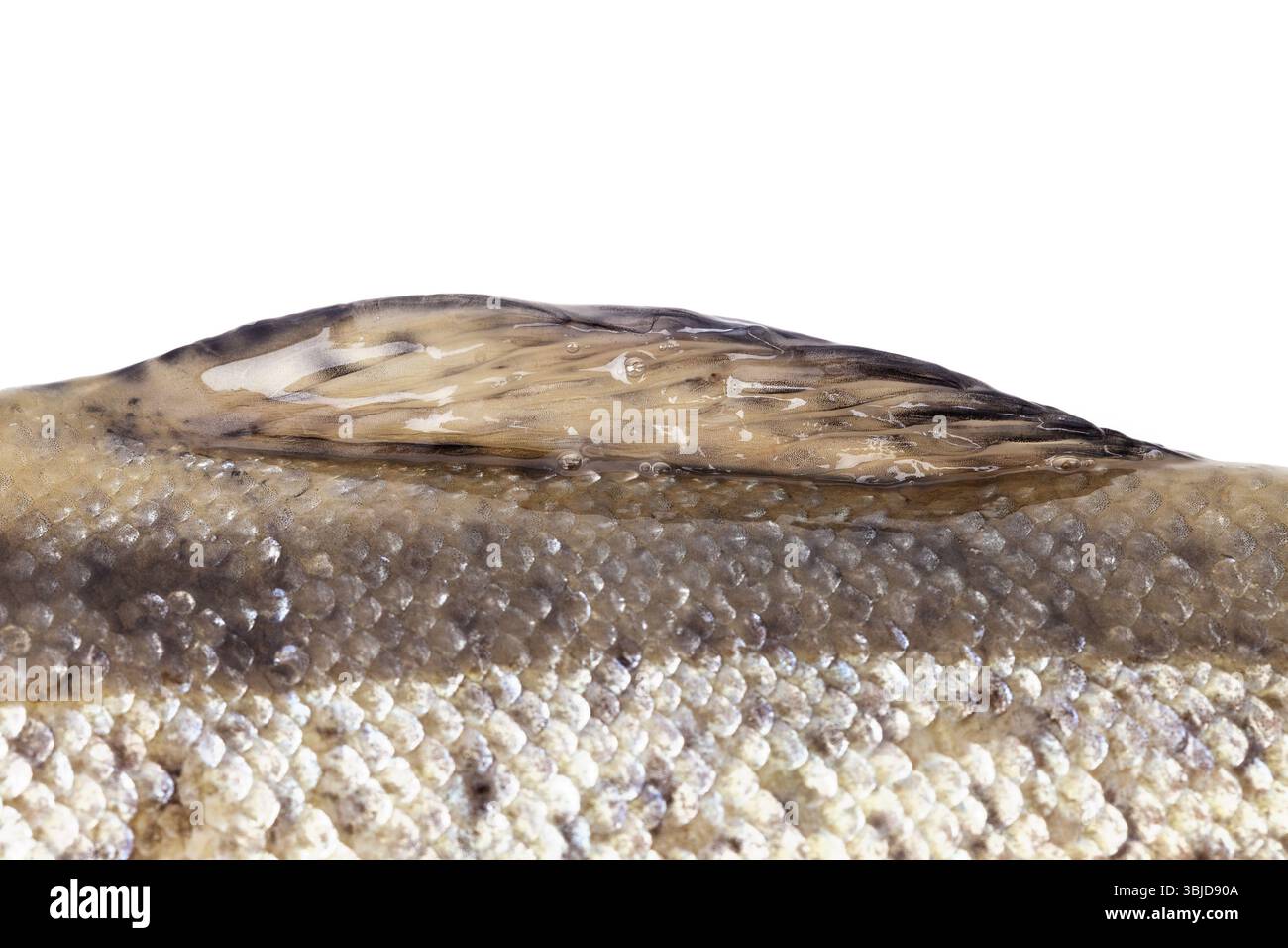 Raw fish fin and skin texture isolated on white background. Seafood ...