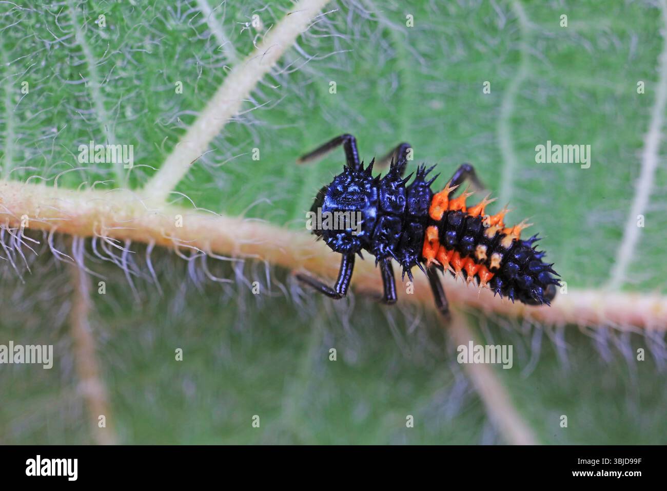 Ladybug larvae live on weeds Stock Photo - Alamy