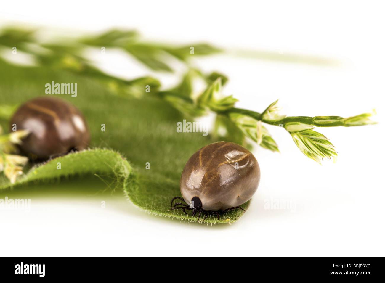 Big tick full blood on hi-res stock photography and images - Alamy