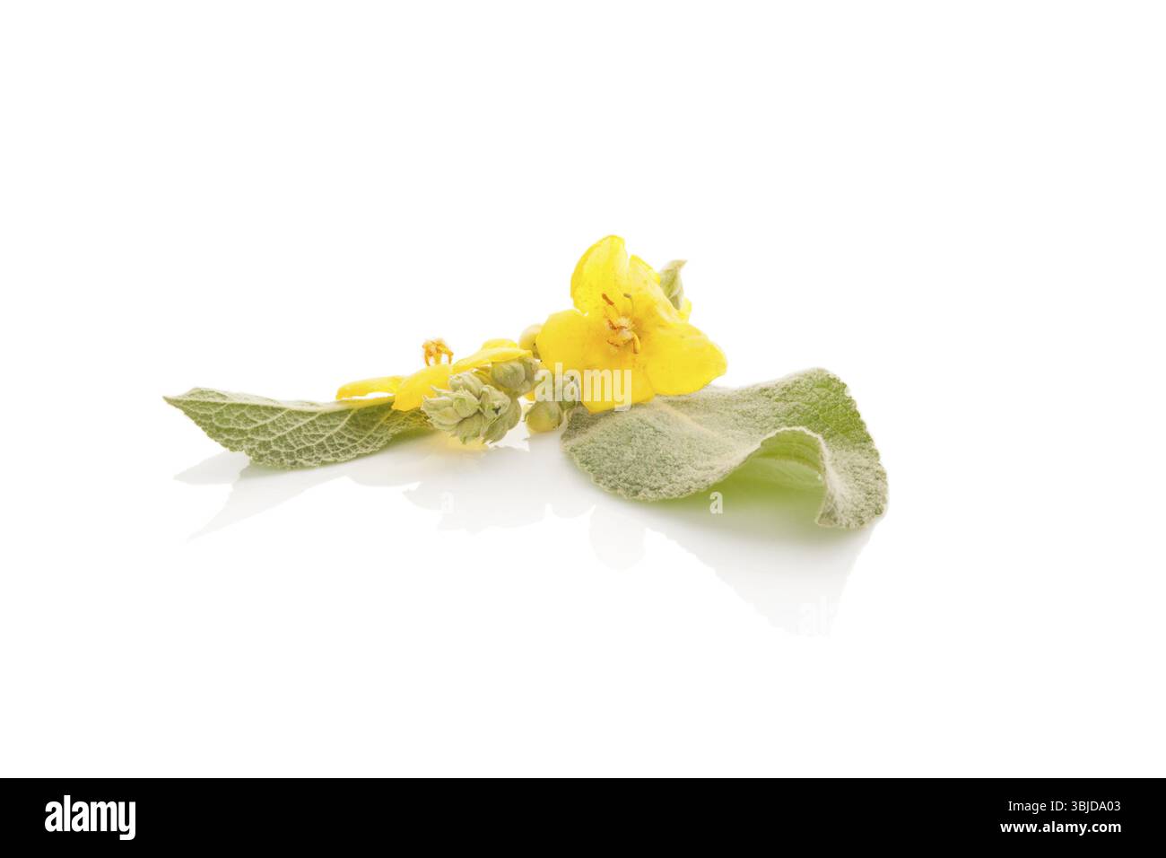 Verbascum, common mullein flower isolated on white background ...