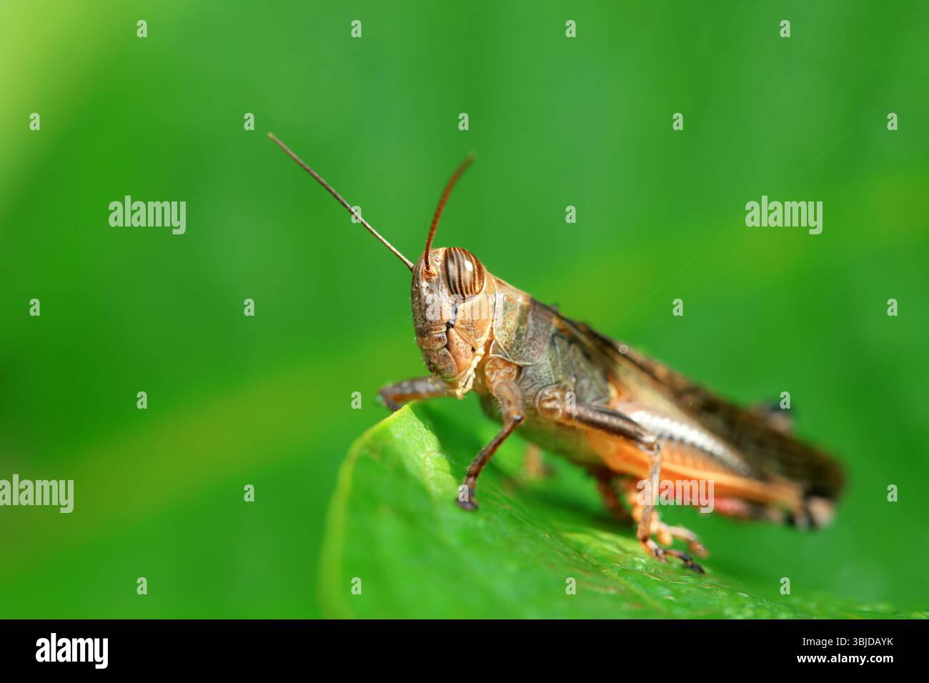 Grasshoppers live on wild plants, North China Stock Photo - Alamy