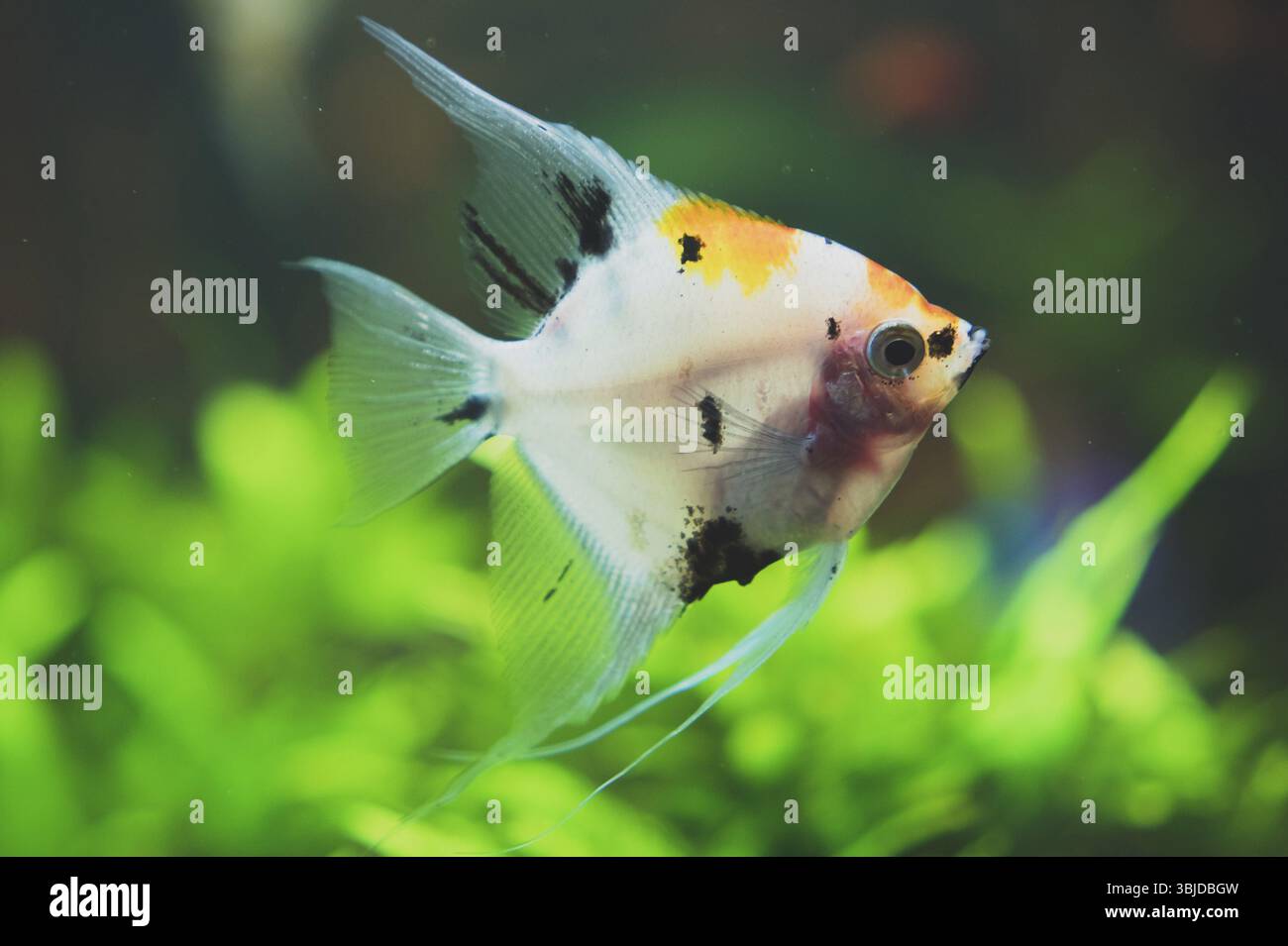 Freshwater angelfish hi-res stock photography and images - Alamy