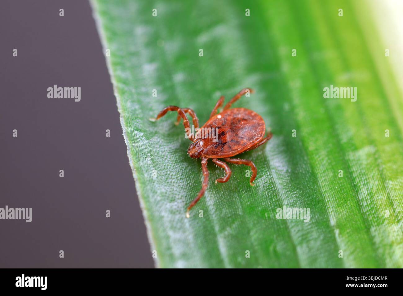 Tick on plant leaves hi-res stock photography and images - Alamy