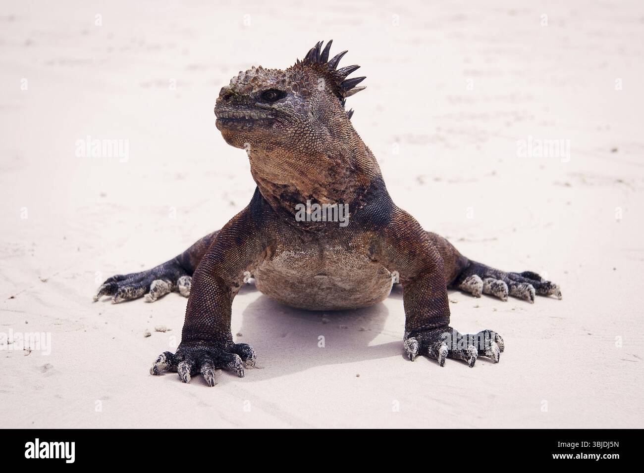 Marine iguana looking into camera on beach. Unique prehistoric reptile ...