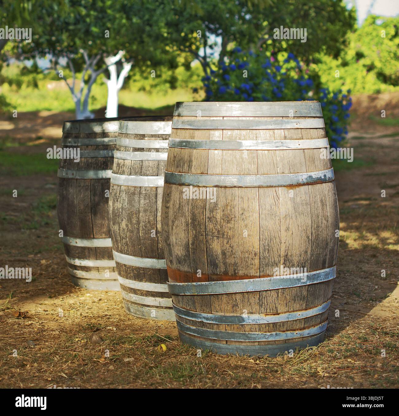 Three wine barrels in the garden Stock Photo - Alamy