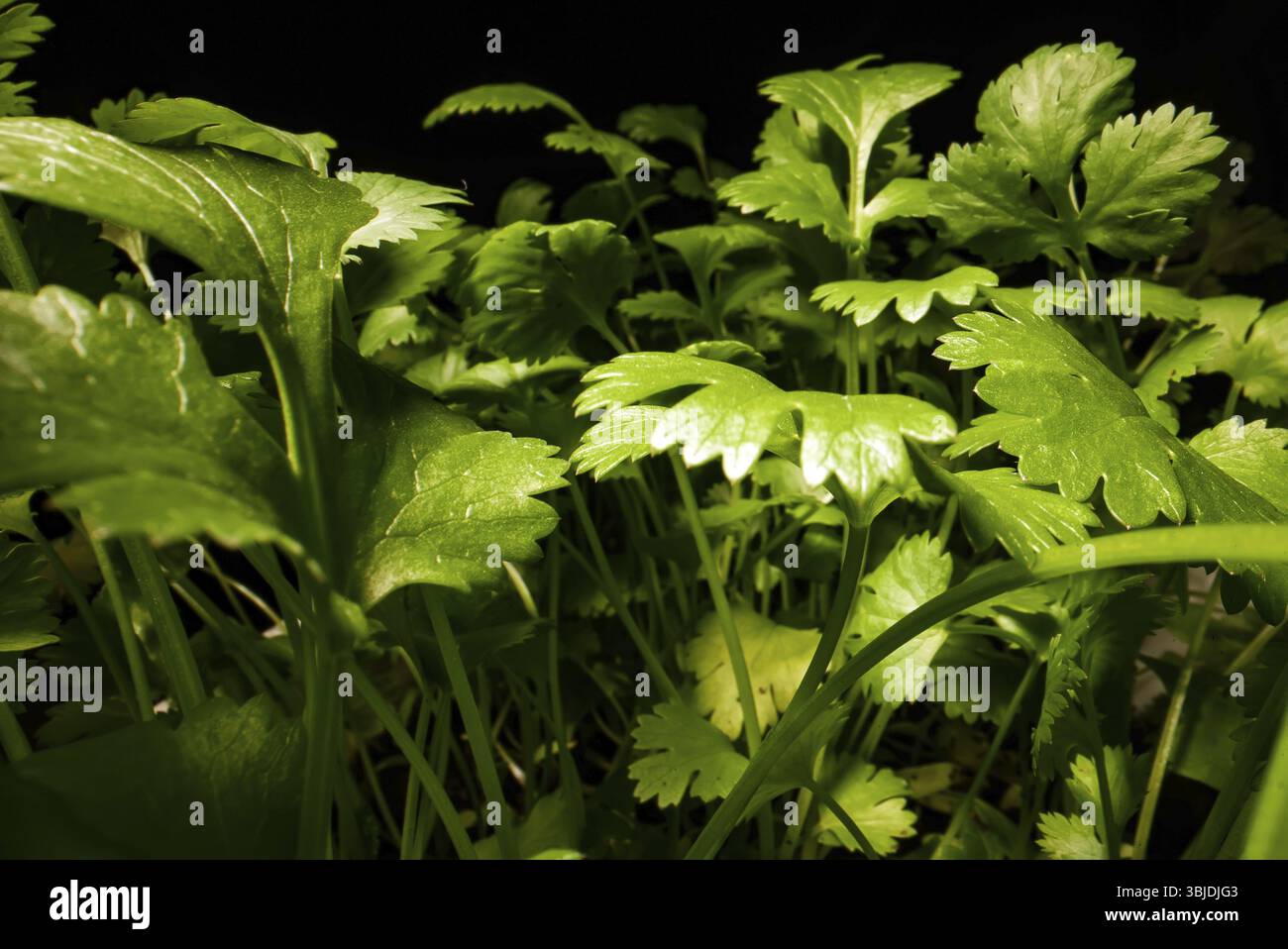 Fresh cilantro coriander grows hi-res stock photography and images - Alamy