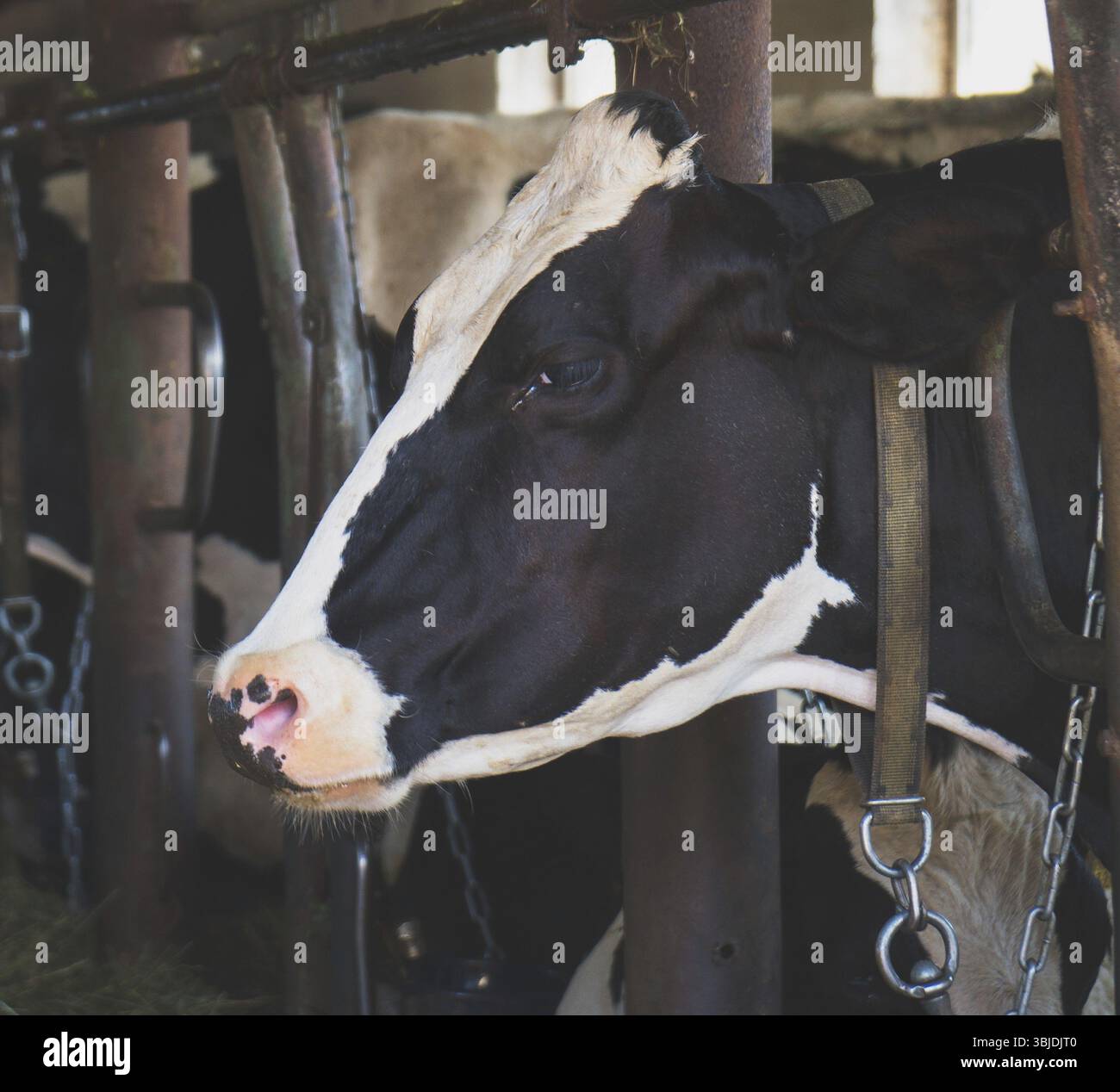 Cows inside the barn on dairy farm Stock Photo - Alamy