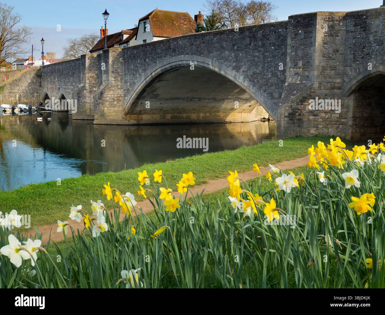 Abingdon's medieval bridge over the Thames, Spring Daffodils posing ...