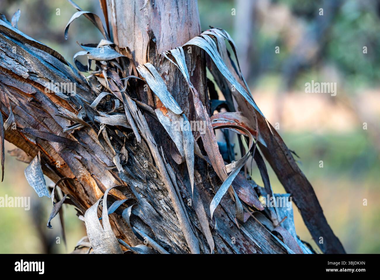The trunk and peeling bark of a Eucalyptus youngiana, native to Western ...