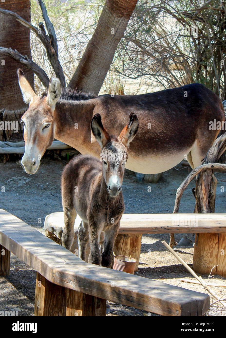 Warm sunlight highlights young hi-res stock photography and images - Alamy