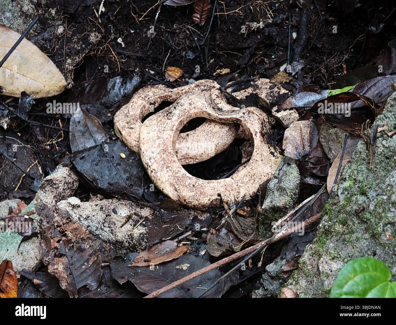 Traditional shell money made of giant clam shell, buried in abandoned ...