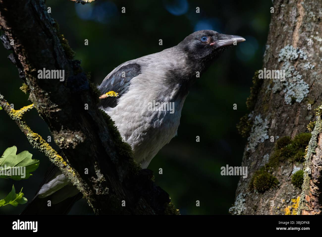 Portrait of a gray crow. Hooded Crow, Corvus cornix is a Eurasian bird ...