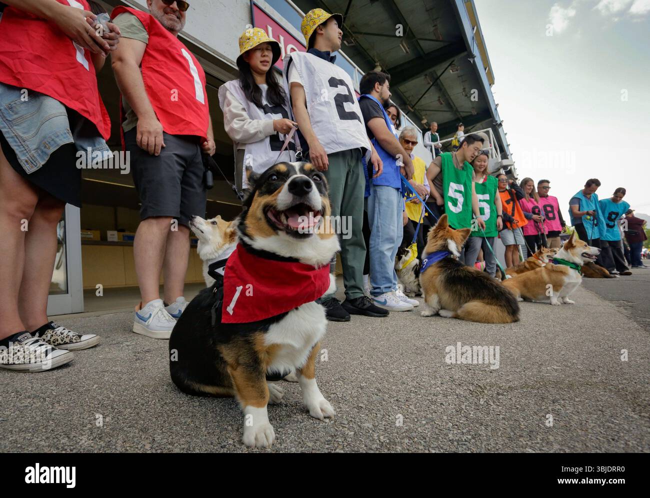 Vancouver, Canada. 14th June, 2025. People and their corgis get ready ...