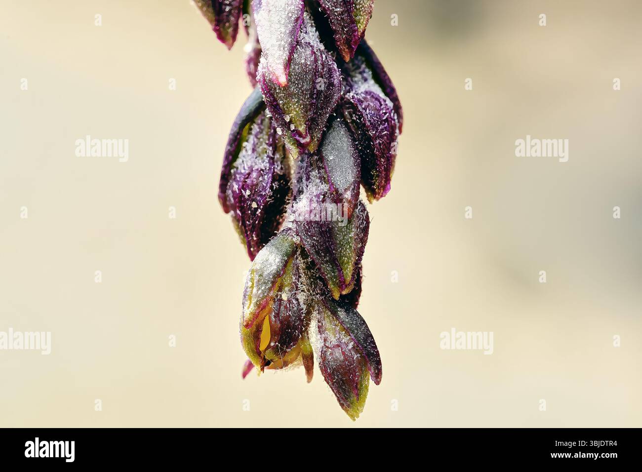 Drooping structures hi-res stock photography and images - Alamy