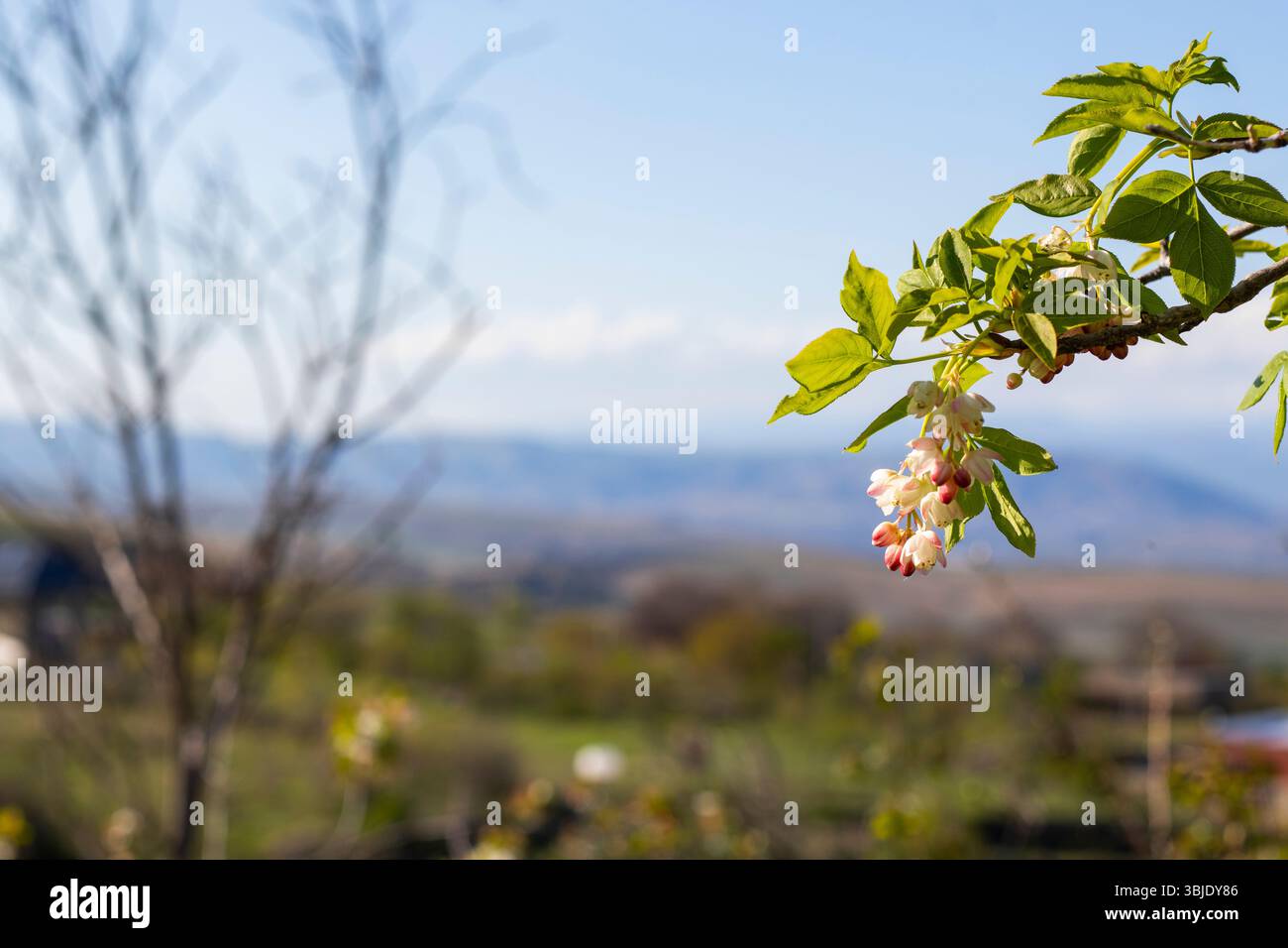 Georgian Jonjoli Plant in Bloom, Bladdernut Stock Photo - Alamy