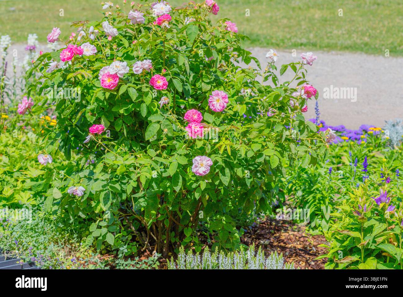 A lush rose bush with pink and white roses in full bloom, surrounded by ...