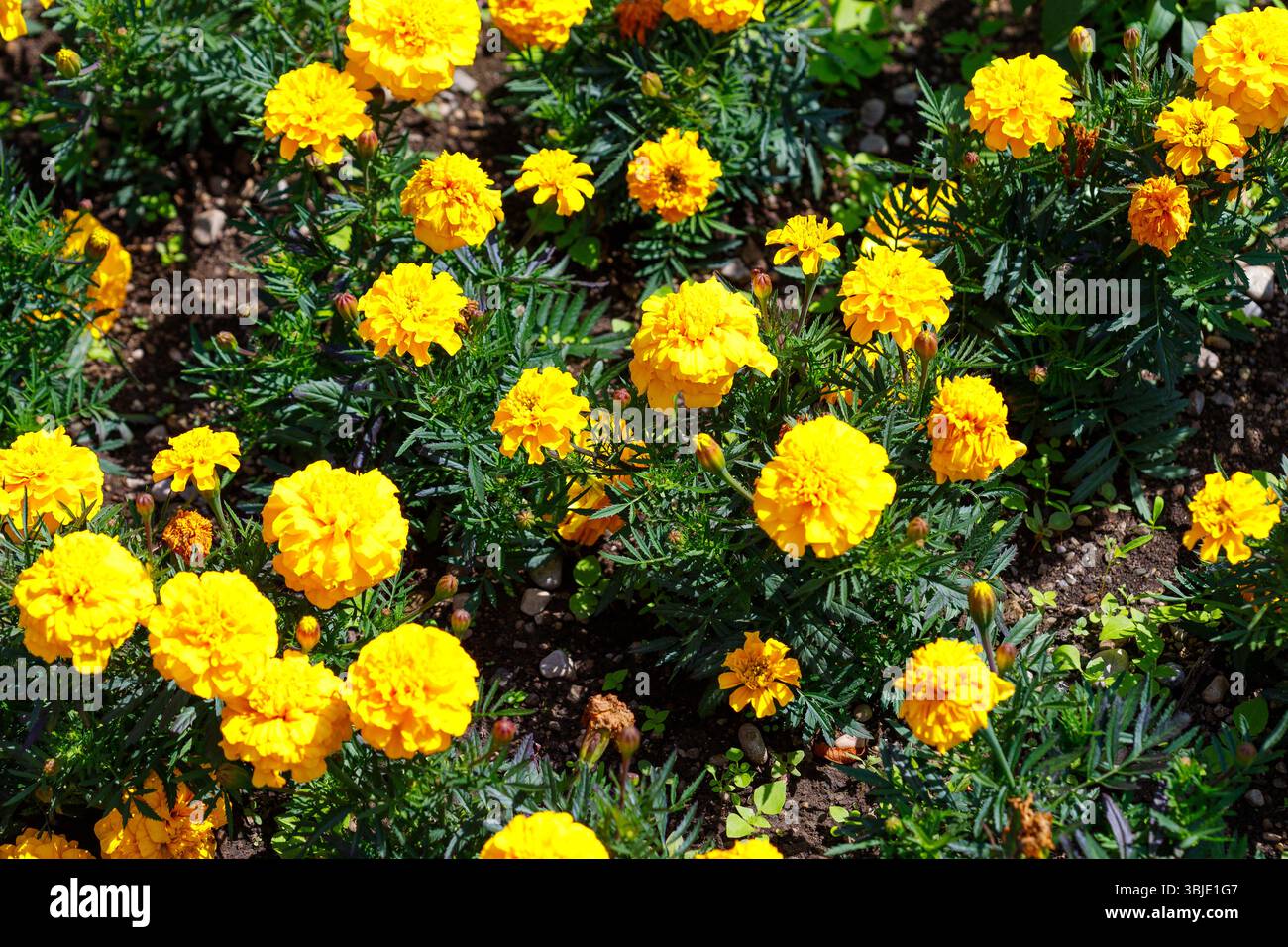 A high-angle shot shows a dense collection of bright yellow marigolds ...