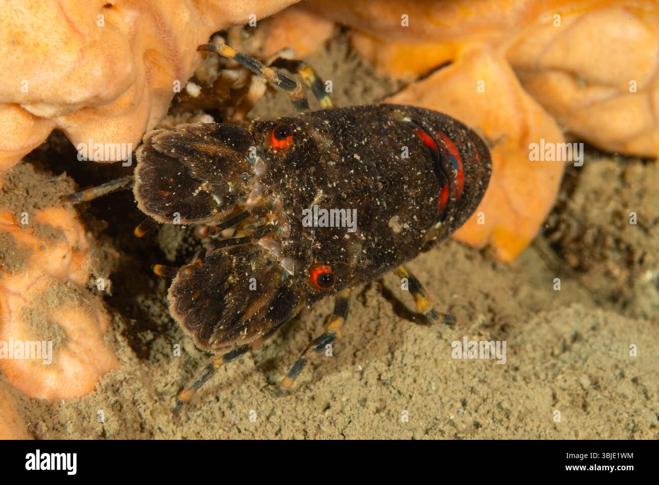 Small european locust lobster, lesser slipper lobster, Scyllarus arctus ...