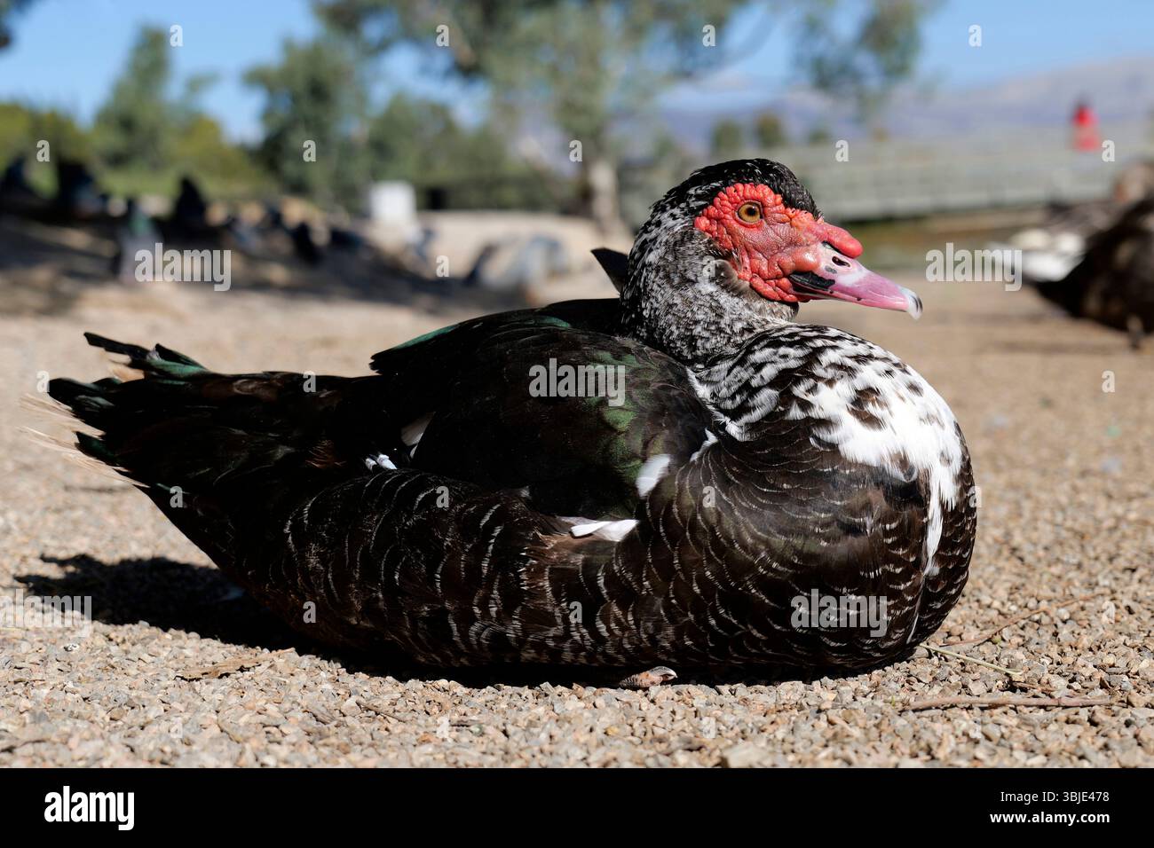 Black Muscovy duck Stock Photo - Alamy