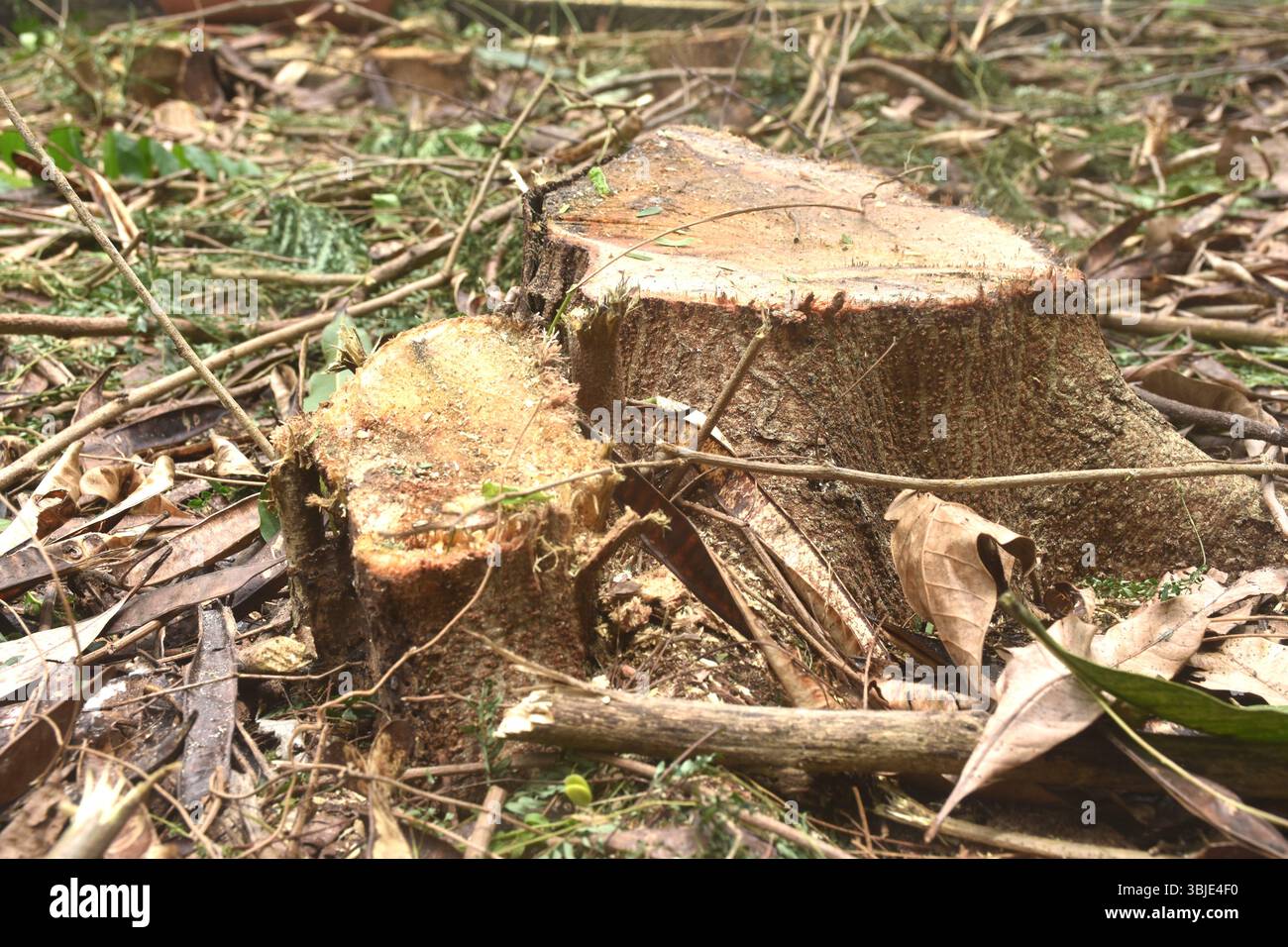 timber and wood cutting on ground deforestation problem of the world ...