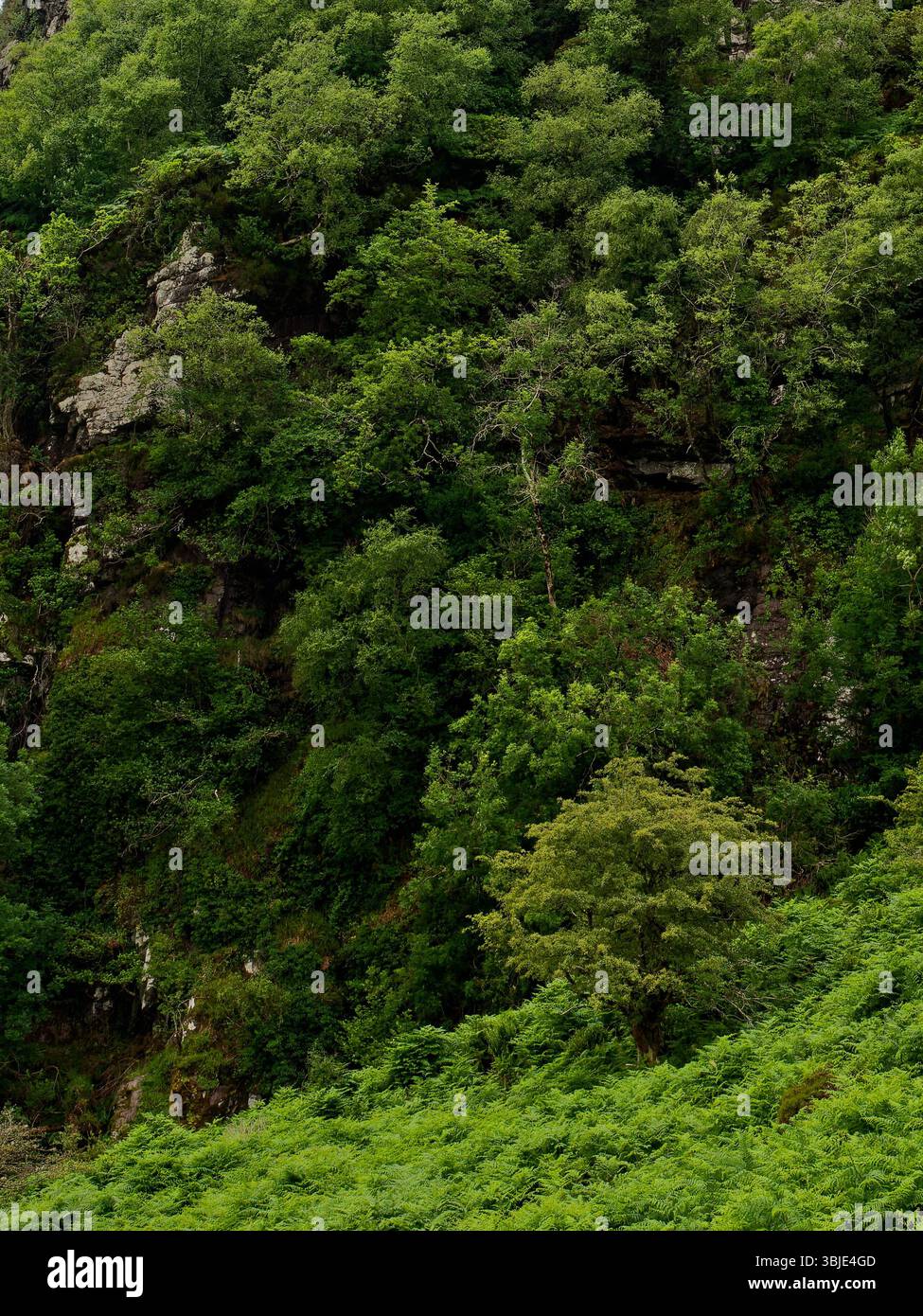 A steep hillside is densely populated with ferns and trees. Rock ...