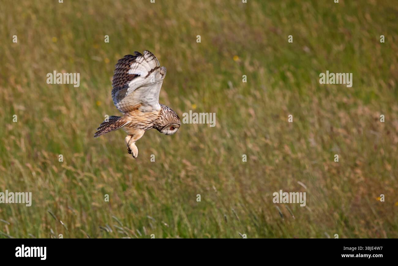 Long eared owl hunting in the meadow Stock Photo - Alamy