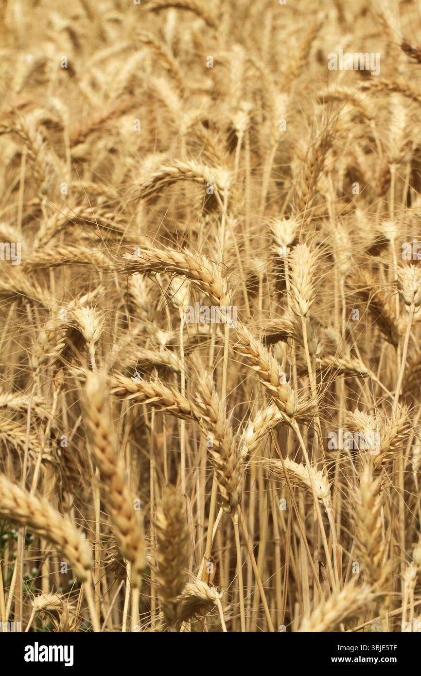 Wheat harvest on a rural farm, showing golden fields, and ripe grain ...