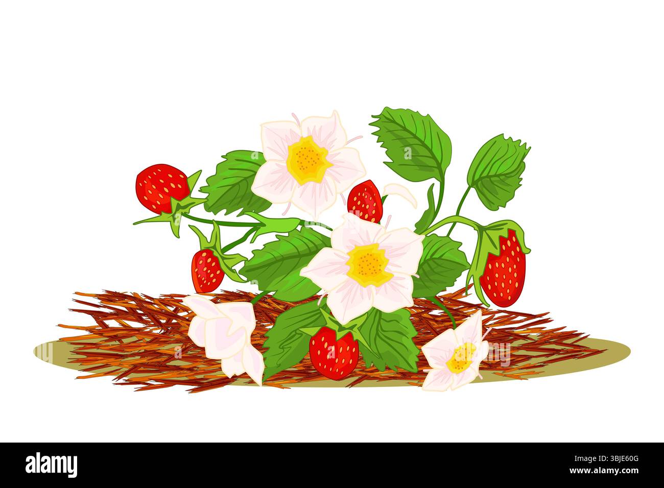 Organic mulching. Weed management. Red mulch and plant. Mulch for bed ...