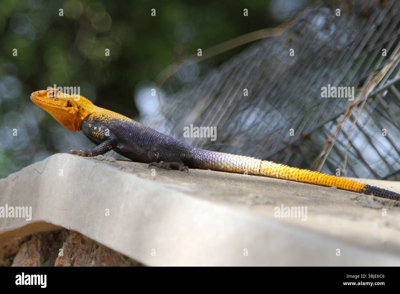 Close-up of a lizard basking in natural sunlight, showcasing detailed ...