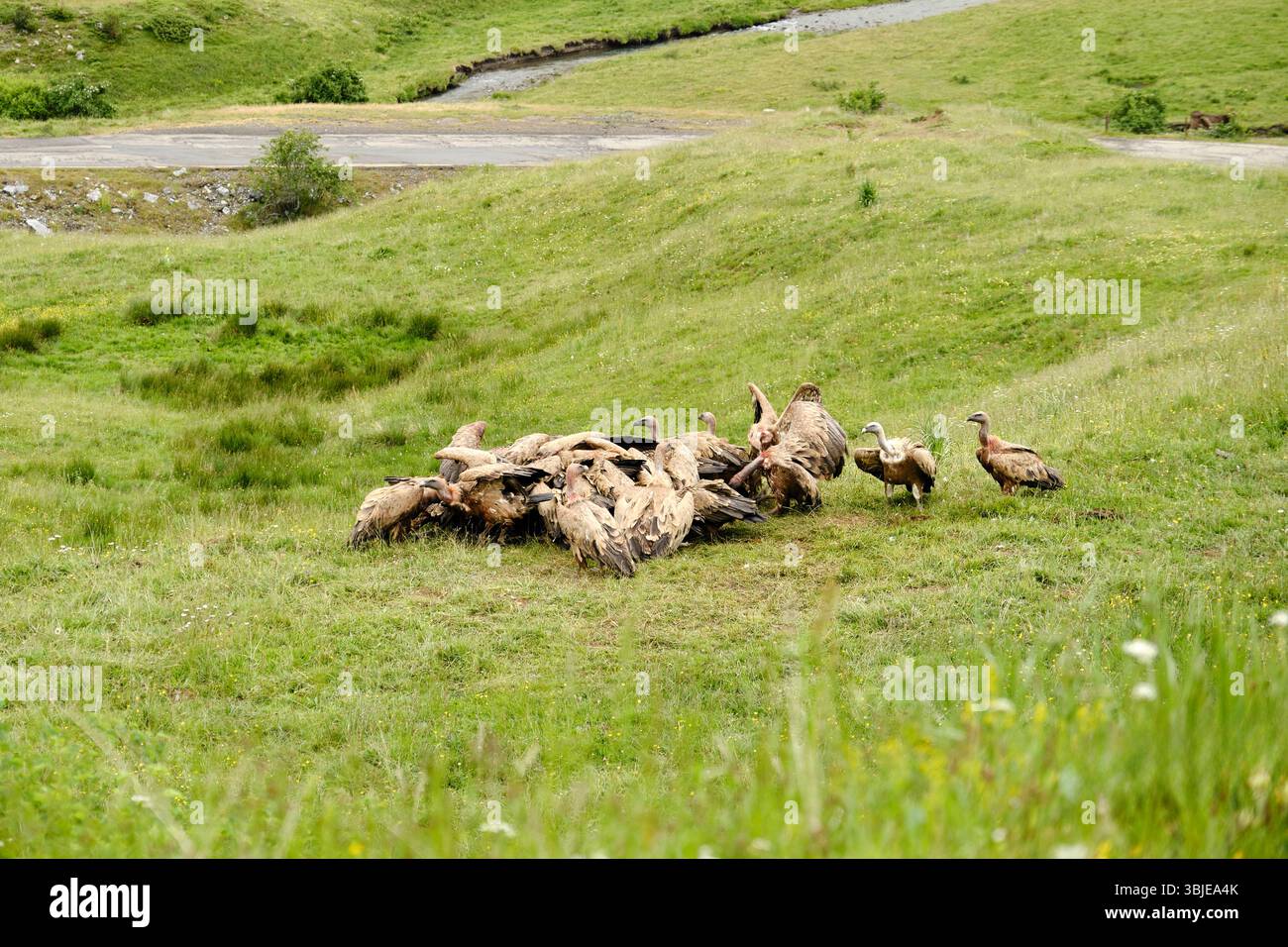Wake vultures feeding in hi-res stock photography and images - Alamy